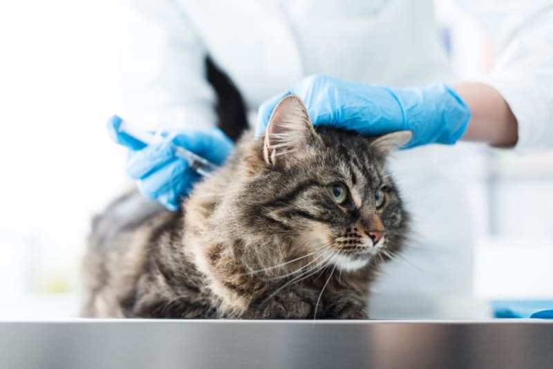 What is the FVRCP cat vaccine? | San Jose Vets
