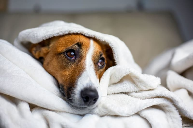 What Is Kennel Cough in Dogs? Symptoms, Treatment, & Prevention