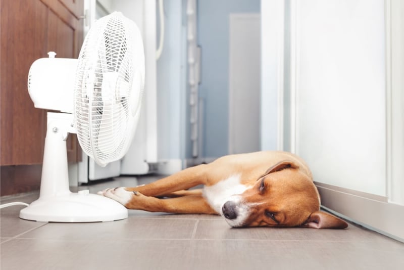 Fever in Dogs Care | Columbia Vets' Best Practices