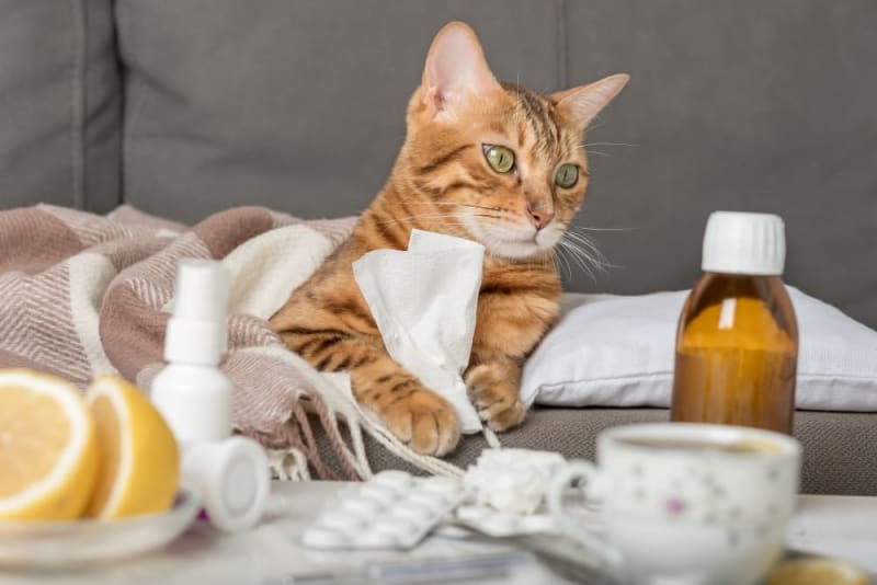 Cats & Colds: Can They Get Them & What to Do? | Seattle Vets