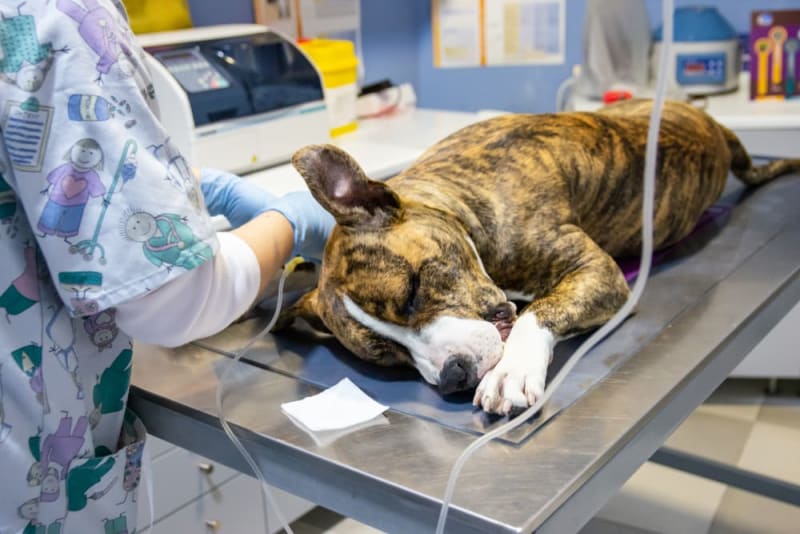 Anesthesia for Dogs: What You Need to Know | Pittsboro Vets