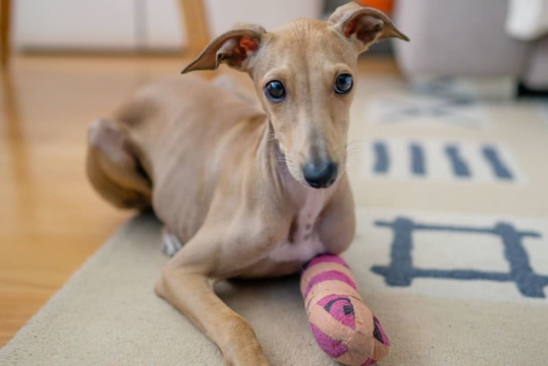 TPLO Surgery in Dogs | Baltimore Vets