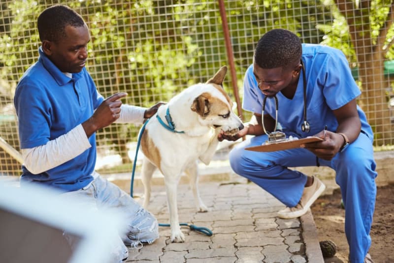 What Is Medical Pet Boarding? | Kinston Vets