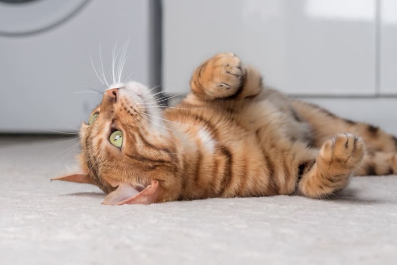 Spaying Pets: Laser vs. Traditional Surgery | Toledo Vets