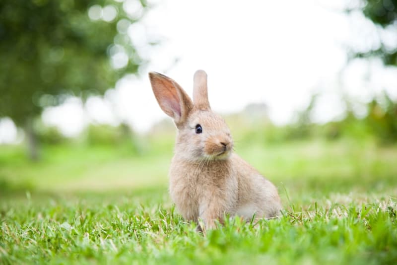 Are rabbits rodents? | Our Vets in Oak Grove