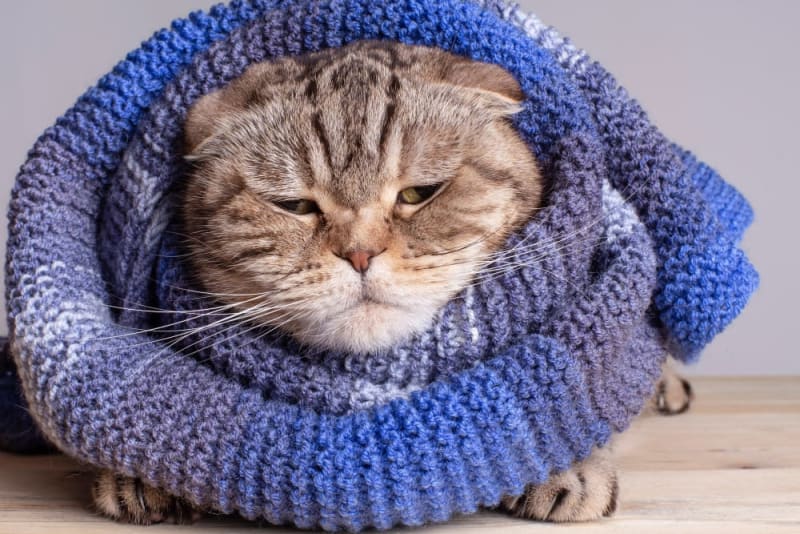 Cat & Colds: Can They Get Them & What to Do? | La Pine Animal Hospital