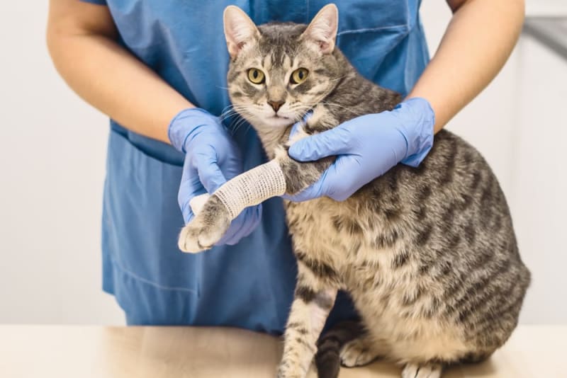 Cat Wound Care | Saline County Animal Clinic in Benton