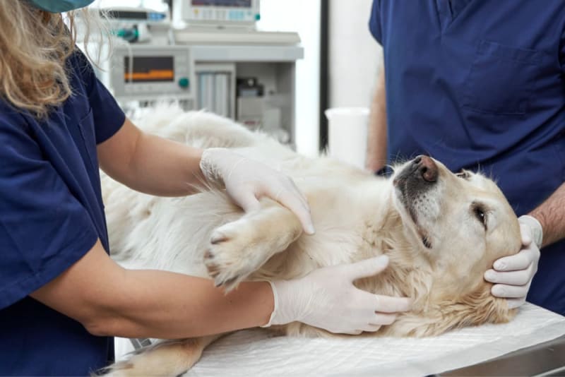 Anesthesia for Dogs | Ceres Vets