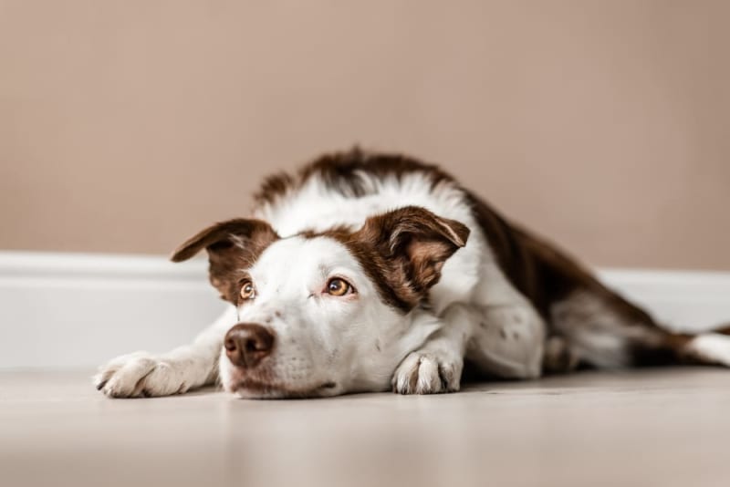 My Pet Can't Stand & Keeps Falling - Possible Causes & What to Do