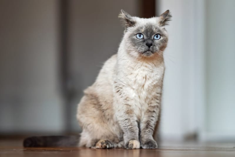 Aging Cats: When Is a Cat Considered a Senior? | Tumwater Vets