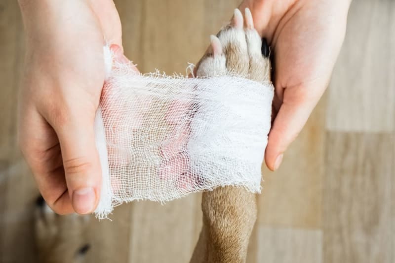 Dog Wound Care & Healing Stages | Lithia Springs Vets