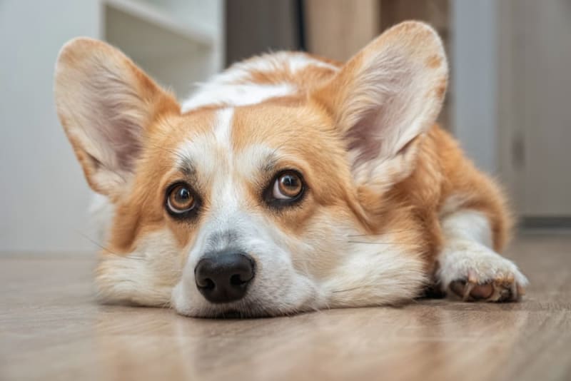 The Most Common Dog Illnesses: Symptoms & Treatments | Novato Vet