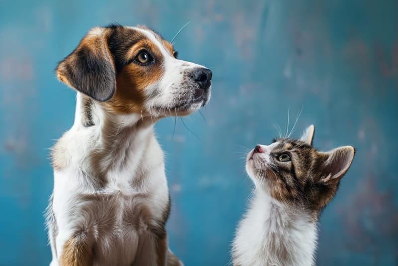 Pet First Aid Guide: How to Give Pets First Aid | Marcello Veterinary ...