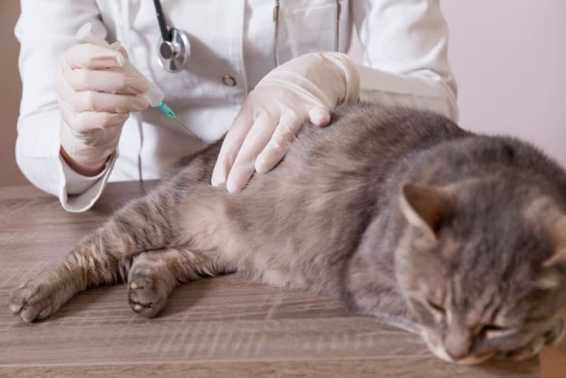 Rabies in Cats | Madison Park Veterinary Hospital