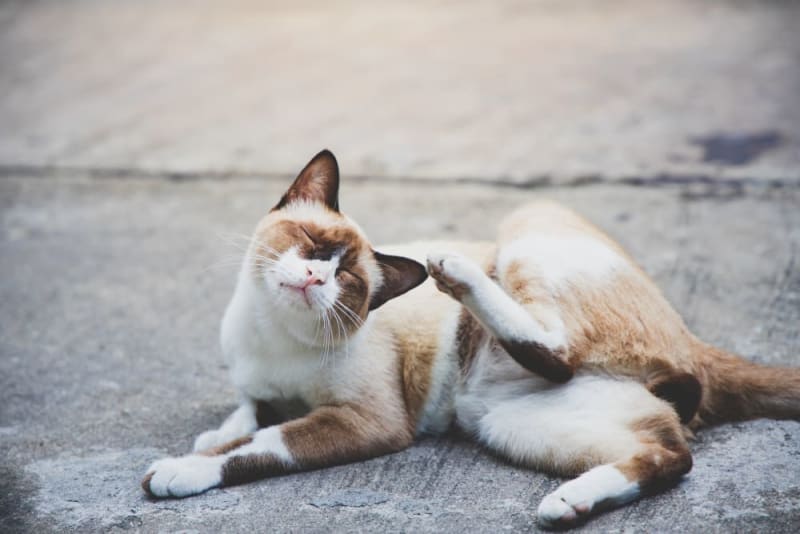 The Role of Allergies in Pet Ear Problems | Orange Park Vets