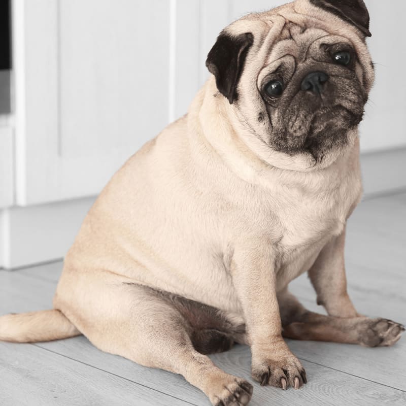 Is my dog overweight? | Charlotte Vets | Overweight Dog Chart