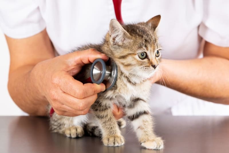 Kitten's First Vet Visit Checklist | Lithia Springs Vets