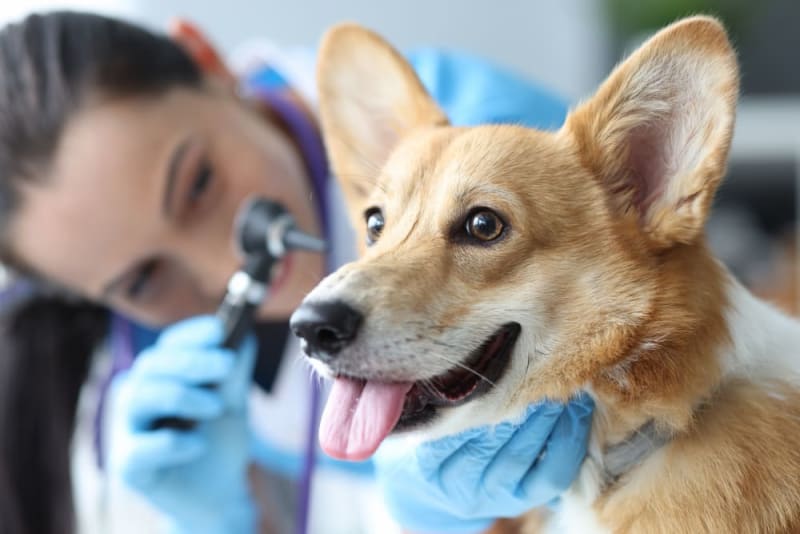 Why are my dog's ears bleeding? | South Plainfield Vets