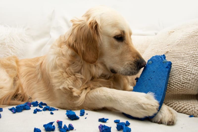 Dog Chewing Problems: Why & How to Stop Them | Vienna Vets