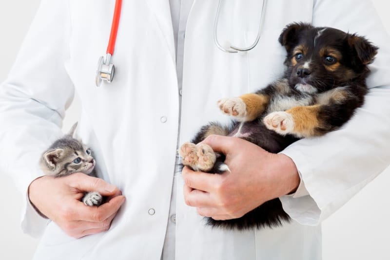 Making the Most of Your Pet's Routine Exam - Carlsbad