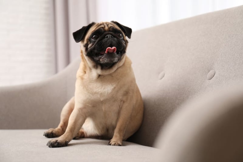 Broken Jaws in Dogs: Causes & Treatments | Montecito Vets