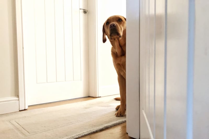 Addressing Anxiety & Stress During Pet Wellness Exams | Our Vets in ...