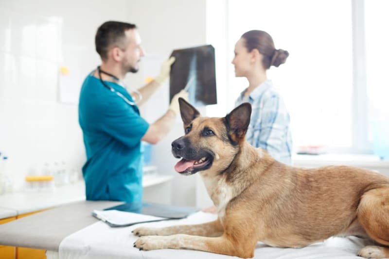 X-Ray for Dogs | Stanwood Vets