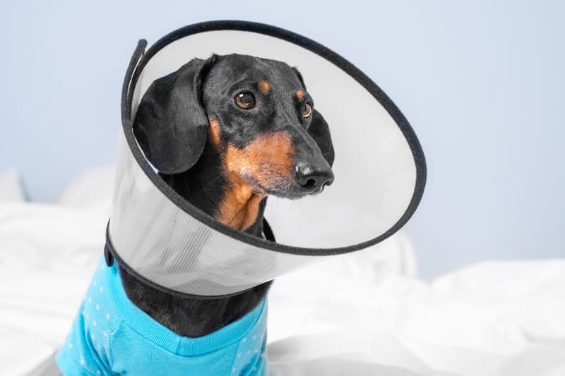 Signs of Infection After Neutering Your Dog