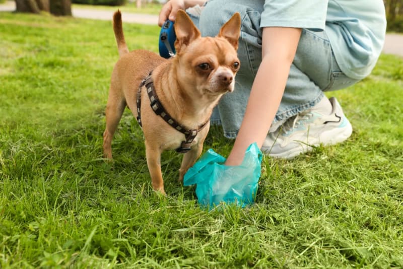 The Importance of Regular Fecal Exams for Pets | Zeeland Vets