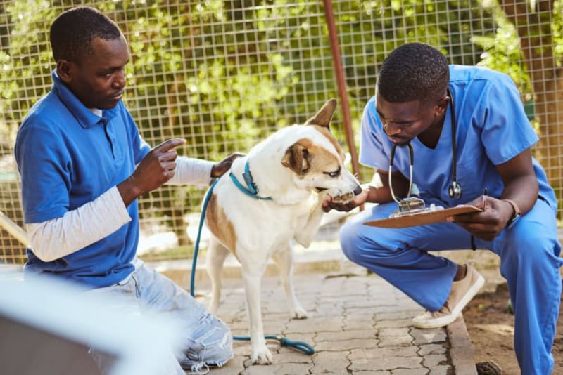 What Is Medical Pet Boarding? | Dallas Vets