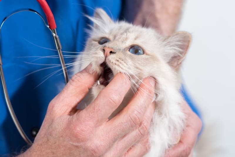 Tooth Extractions for Cats: What to Expect & What to Watch