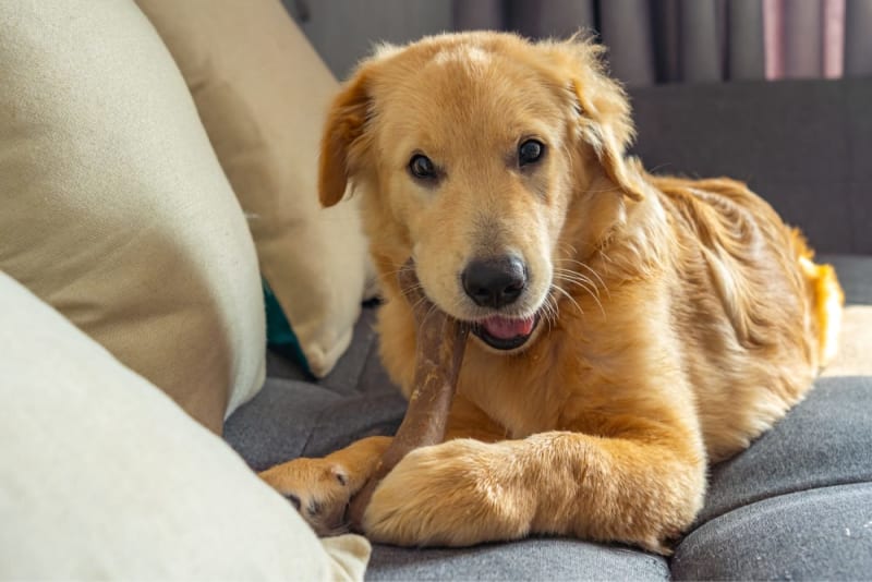 How To Safely Give Your Dog a Bone? | Oak Grove Vets