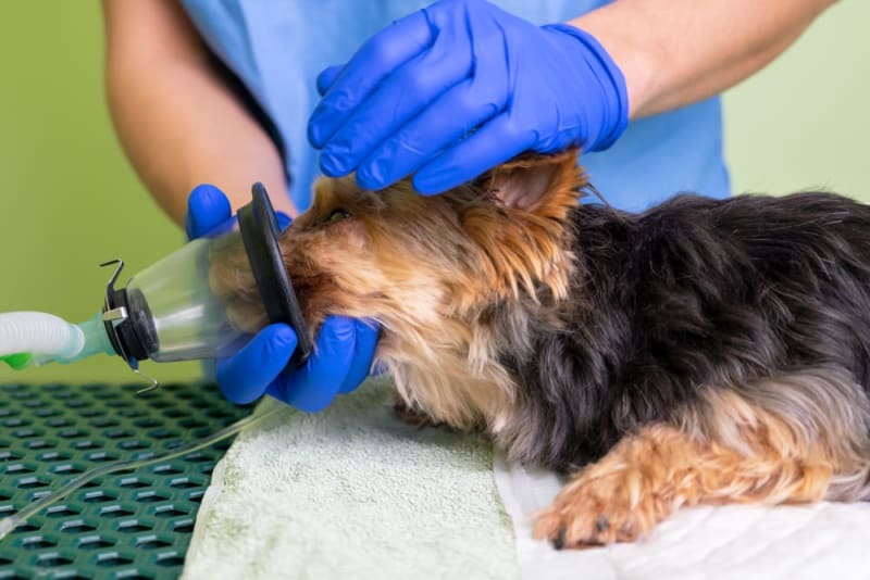 Anesthesia for Dogs | Medford Vets