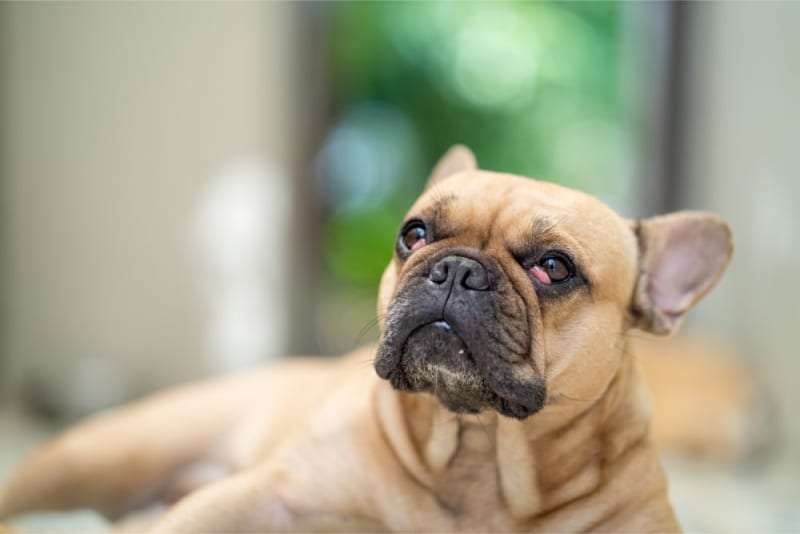 Cherry Eye in Dogs: Causes & Risk Factors | Sharpsburg Vets