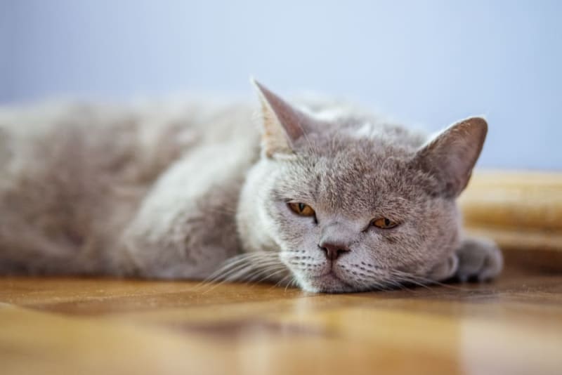 Cat Poisoning Symptoms | Phoenix Vets