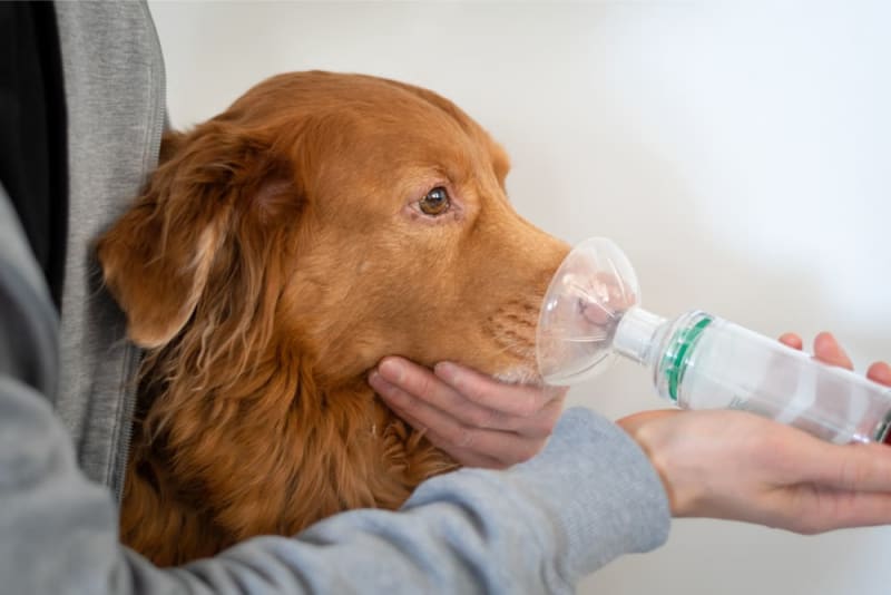 Bronchitis in Dogs | Farmington Hills Vets