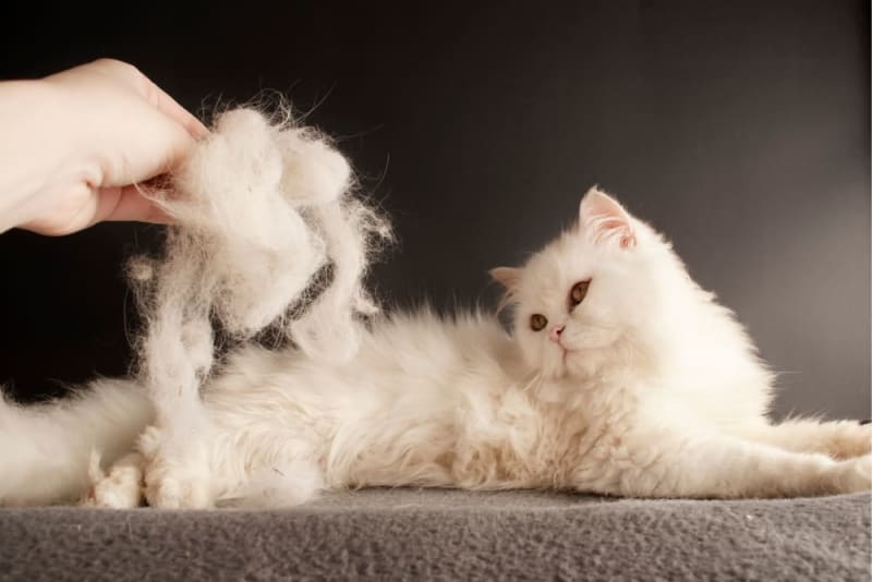 Tips for Grooming Long-Haired Cats | Gilbert Vets