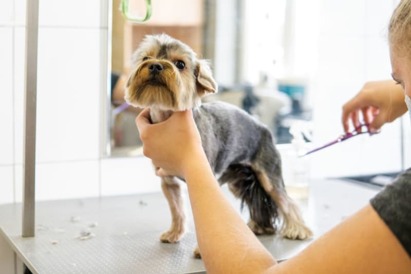 How to Groom an Aggressive Dog | Gilbert Vets