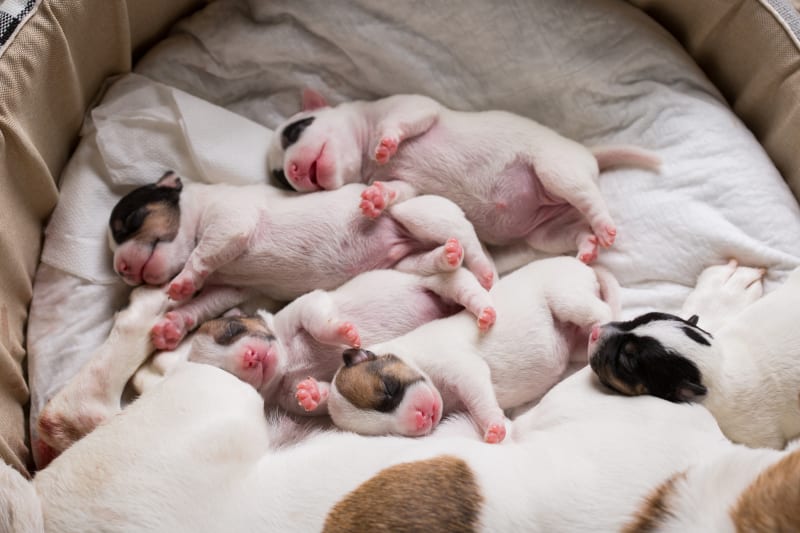Your Guide to C-Sections in Dogs | Modesto Vet