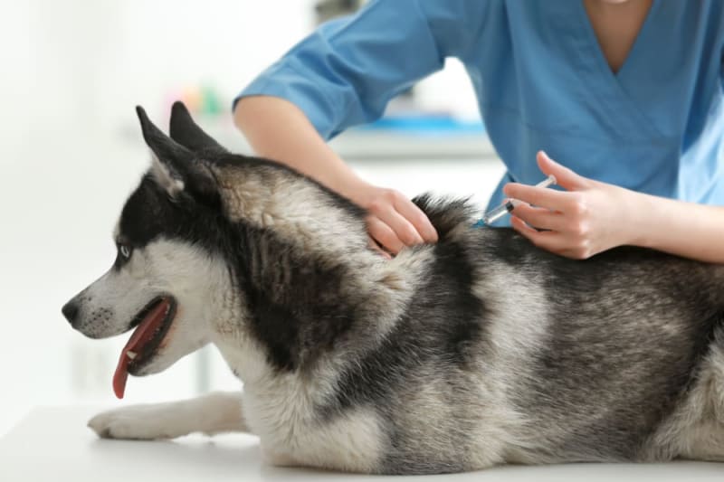 Can a vaccinated dog get rabies? | Des Moines Vets