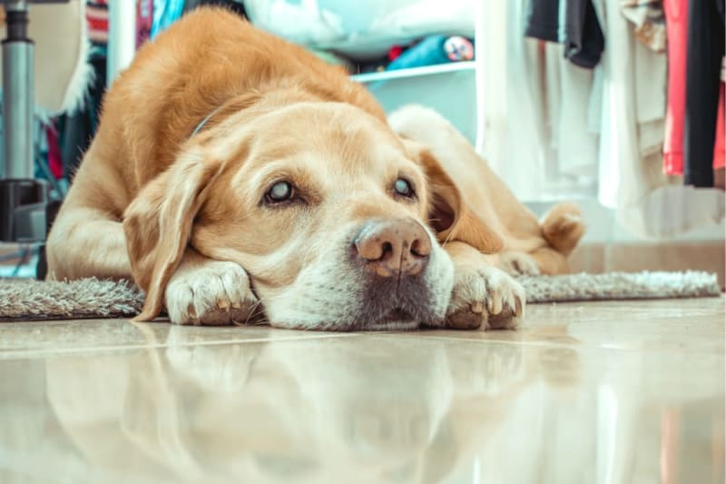 Signs of Pain & Discomfort in Dogs | Knightdale Vets