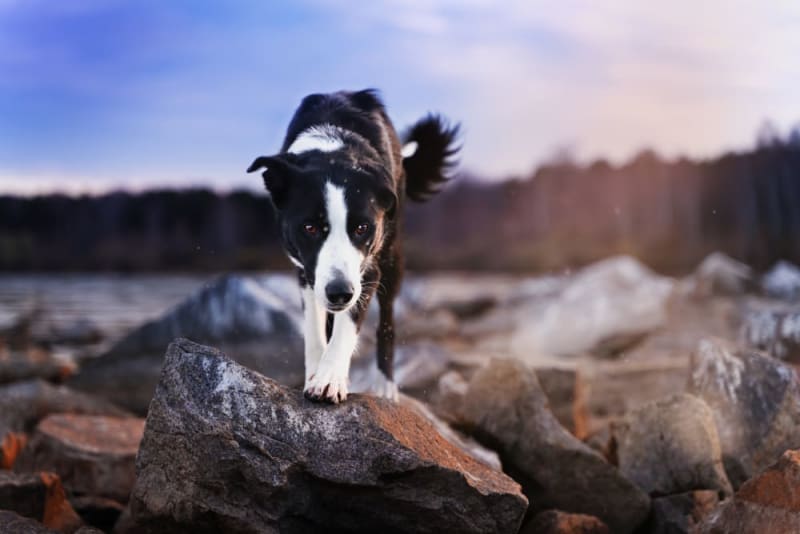 My Dog is Staggering & Keeps Falling Over | Marcello Veterinary ...