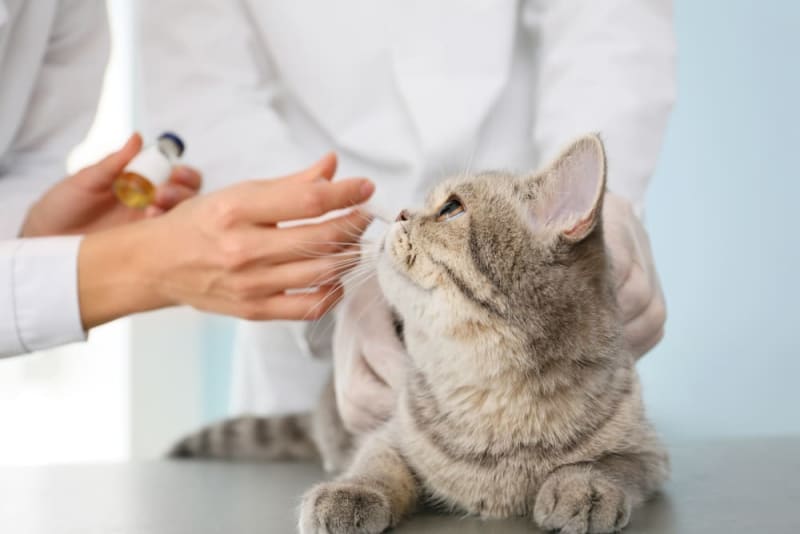 Cat Vaccination Schedule: A Complete Guide | Pet Vaccinations in ...