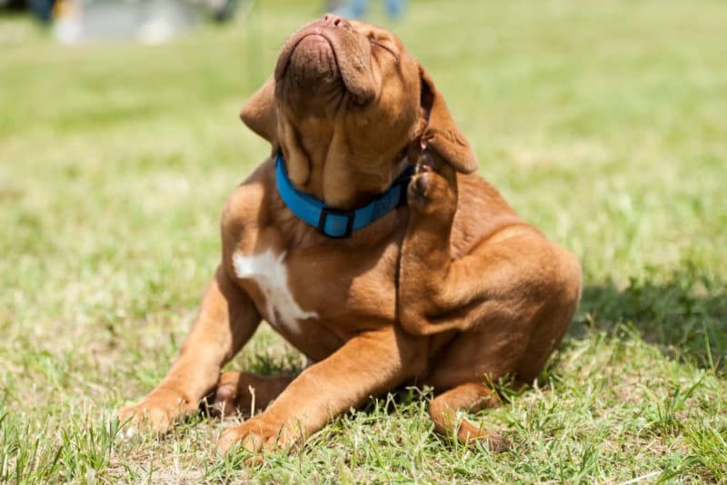 My Dog Is Itchy After Vaccination | Monroe Vets