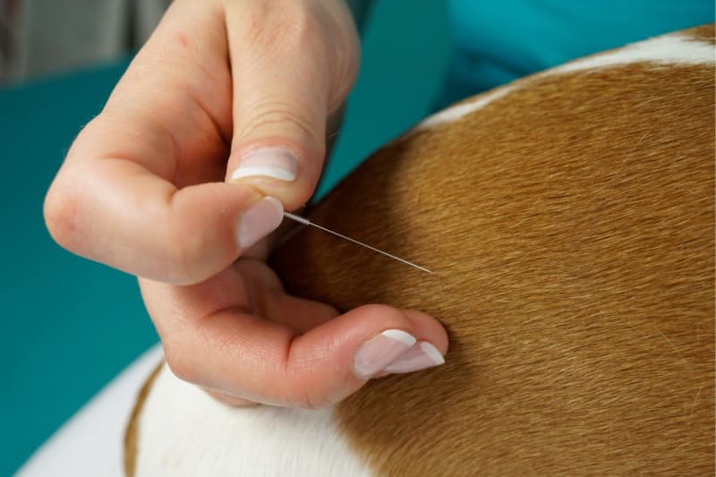 Acupuncture for Dogs, Clarksville Vets