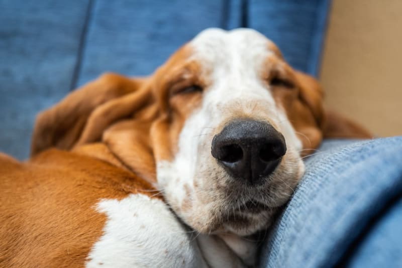 Anesthesia for Dogs | Novato Vets