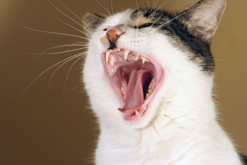 Stomatitis in Cats | Toledo Vets