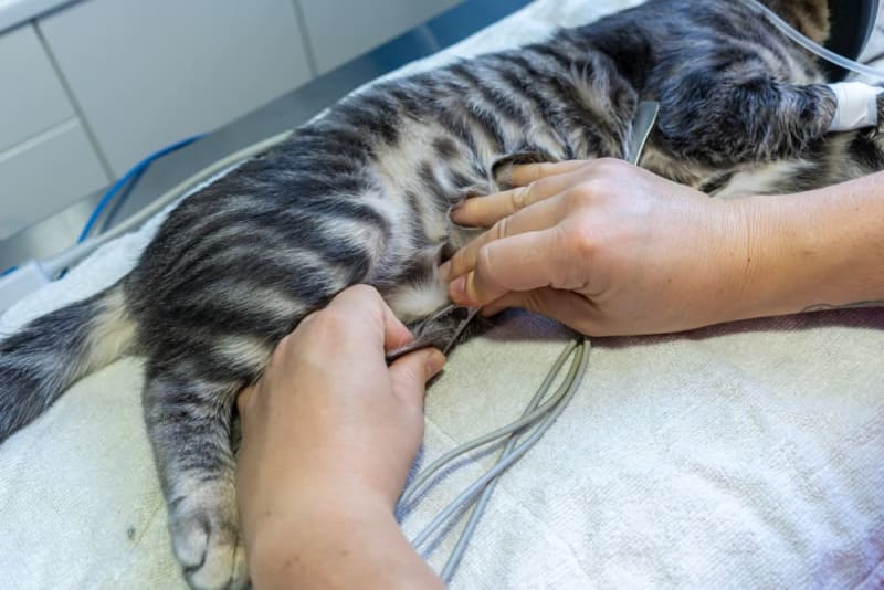ECG for Pets: When Is It Needed? | Our Novato vets