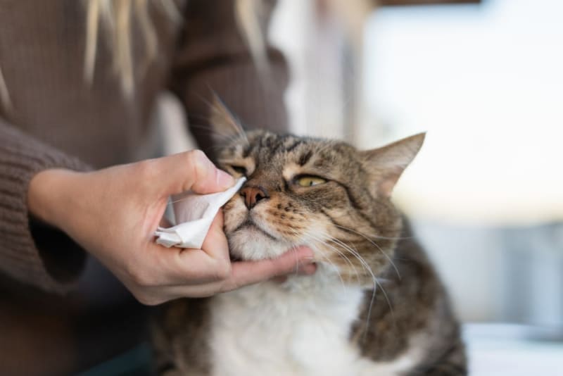 The Most Common Food Allergies in Cats | Seattle Vets