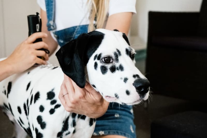 Benefits of Cold Laser Therapy For Dogs, South Lebanon Vets
